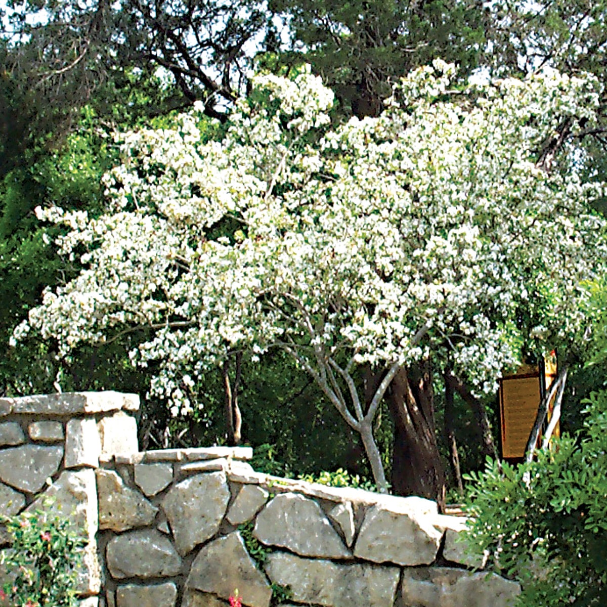 Anacacho Orchid Tree (Bauhinia lunarioides) - 5 Gallon | Nothing But ...