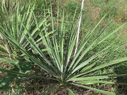 Arkansas Yucca-Softleaf (Yucca arkansana) - 1/2 Gallon-Small | Nothing ...