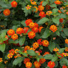 Texas Lantana (Lantana horrida/urticoides) | Nothing But Natives Nursery