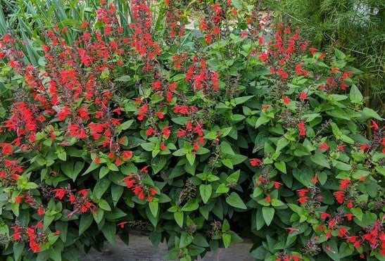 Scarlet Sage (Salvia coccinea) - 1 Gallon | Nothing But Natives Nursery