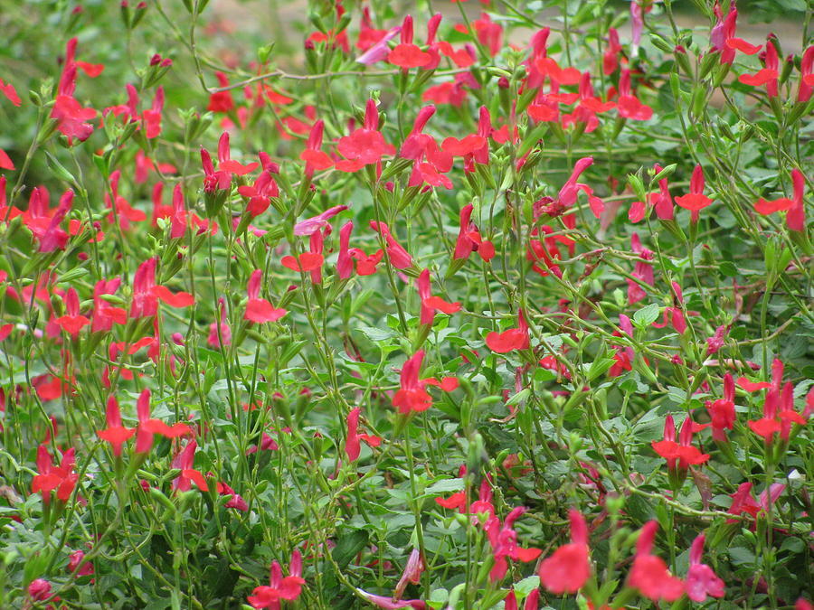 Big Red Sage/Salvia (Salvia pentstemoides) - 1 Gallon | Nothing But ...