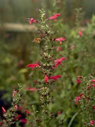 Big Red Sage/Salvia (Salvia pentstemoides) - 1 Gallon | Nothing But ...