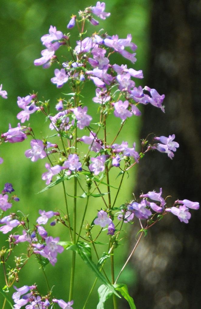 Brazos Penstemon (Penstemon tenius) | Nothing But Natives Nursery