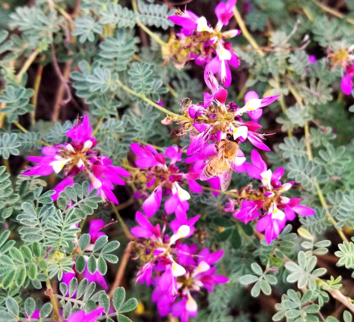 Black Dalea (Dalea frutescens) - 1 Gallon | Nothing But Natives Nursery